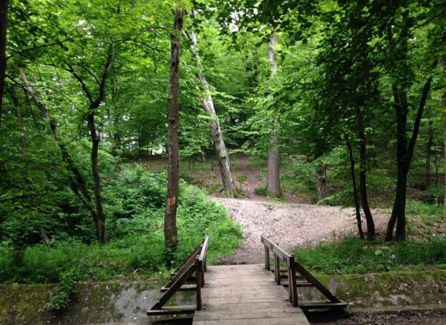 Vrem ca Pădurea Trivale să fie arie naturală protejată!
